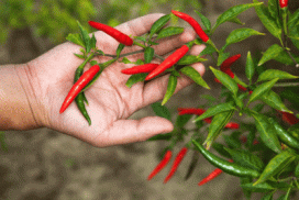 How to ripen Chillies - The Chilli Workshop