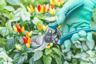 Quick Chilli Seed germination - The Chilli Workshop