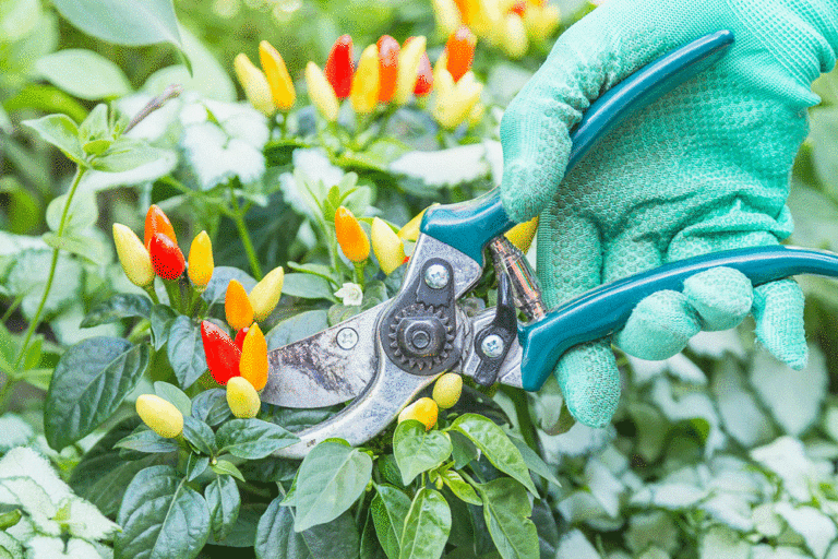 How to ripen Chillies - The Chilli Workshop