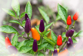 Bolivian rainbow Chilli - The Chilli Workshop