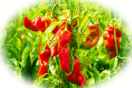 Urfa biber - The Chilli Workshop