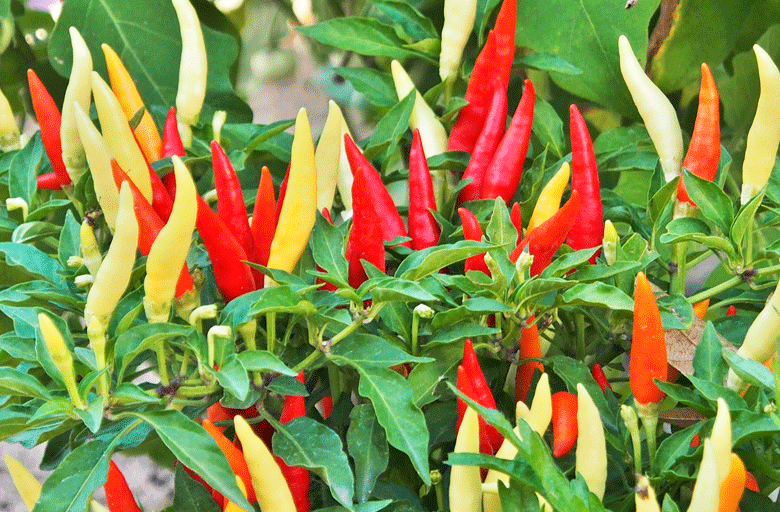 Growing Chillies - The Chilli Workshop