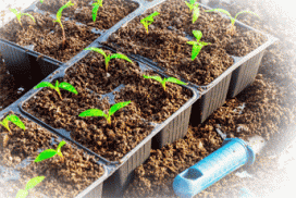 Chilli seed germination - The Chilli Workshop