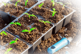 Growing Stages: From Chilli Seed to Seedling - The Chilli Workshop