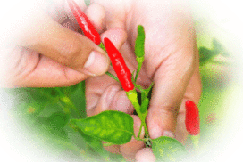 When to harvest Chillies in the UK - The Chilli Workshop