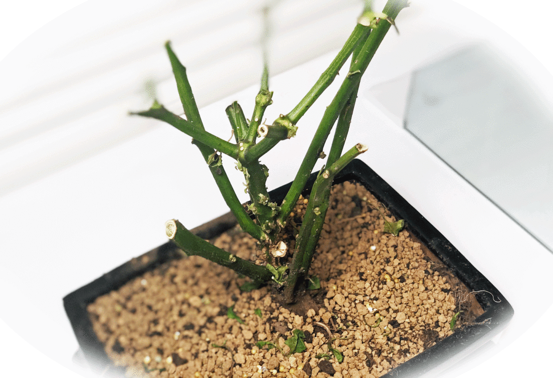 How to overwinter Chillies - The Chilli Workshop