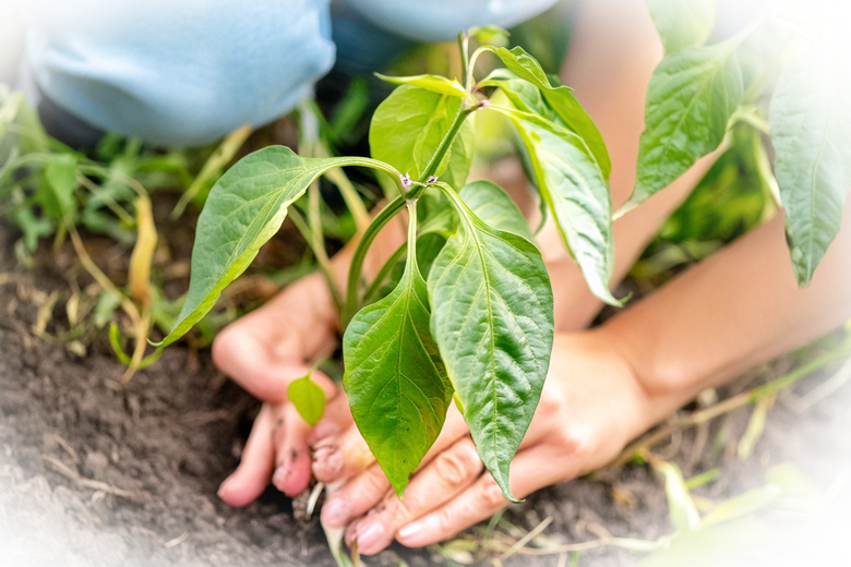 Common chilli growing problems - The Chilli Workshop