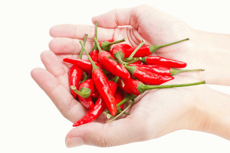 Hybrid Chillies - The Chilli Workshop