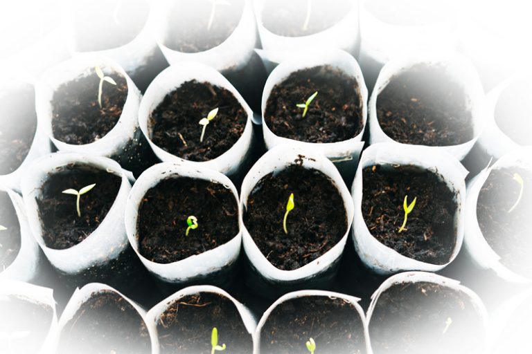Growing Stages: From Chilli Seed to Seedling - The Chilli Workshop